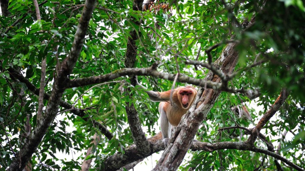 Best Places to Visit in Sabah Malaysia • Sabah Trans